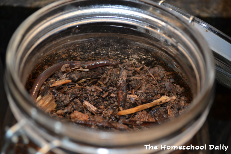 All About Earthworms for Kids - The Homeschool Daily