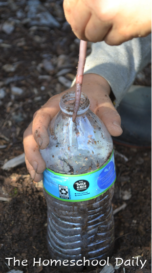 All About Earthworms for Kids - The Homeschool Daily
