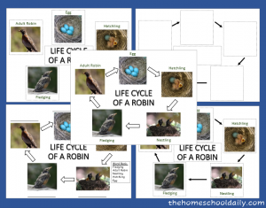 Bird Unit Study - The Homeschool Daily