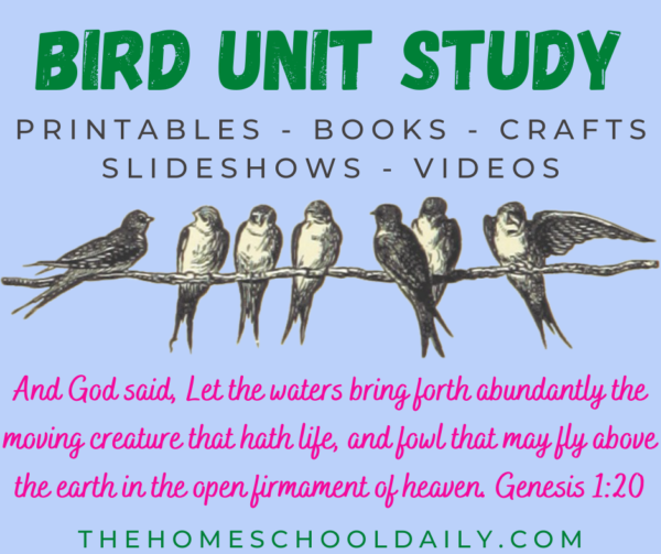 Bird Unit Study - The Homeschool Daily