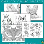 Owl Unit Study - The Homeschool Daily