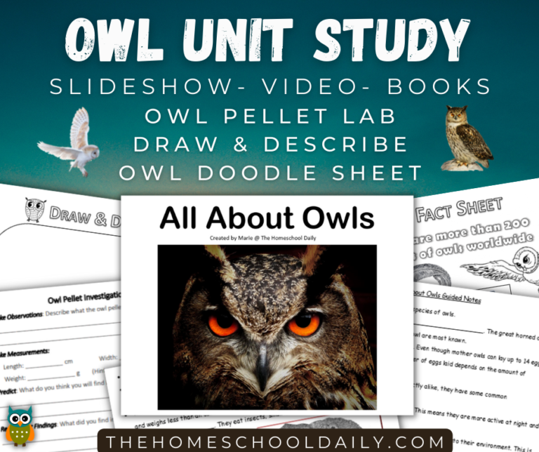 Owl Unit Study - The Homeschool Daily