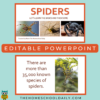 Spiders PowerPoint & Printables Pack - The Homeschool Daily