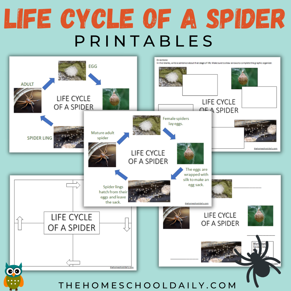 Spiders PowerPoint & Printables Pack - The Homeschool Daily