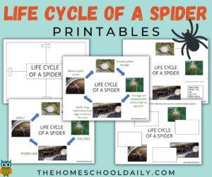 Spiders Unit Study - The Homeschool Daily