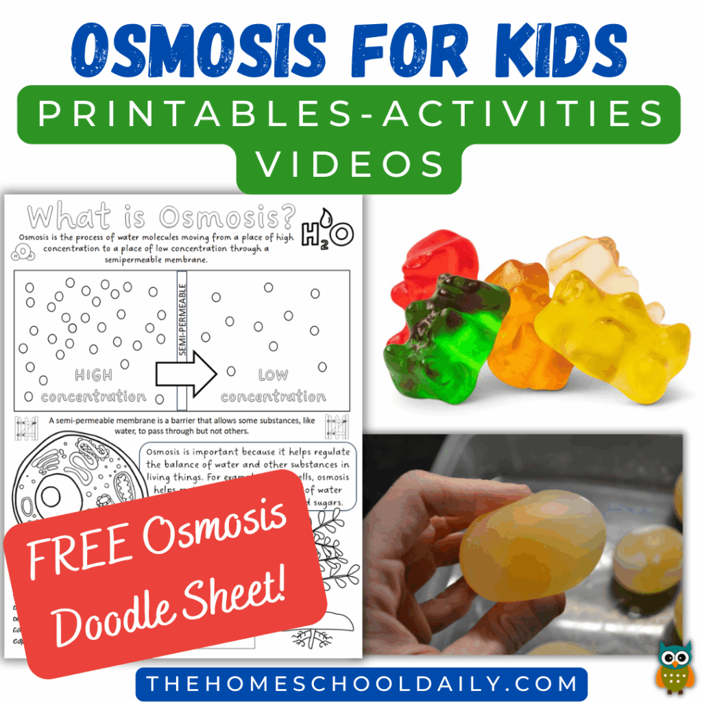 Osmosis for Kids - The Homeschool Daily